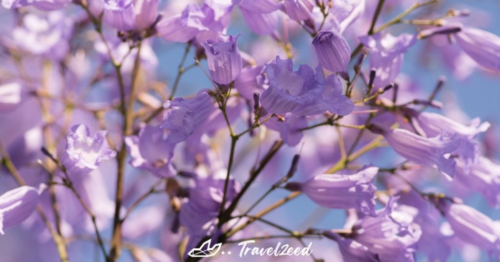 ดอกแจ็คคาเรนด้า (Jacaranda) สัญลักษณ์แห่งความโชคดี ปัญญา และความรัก ...